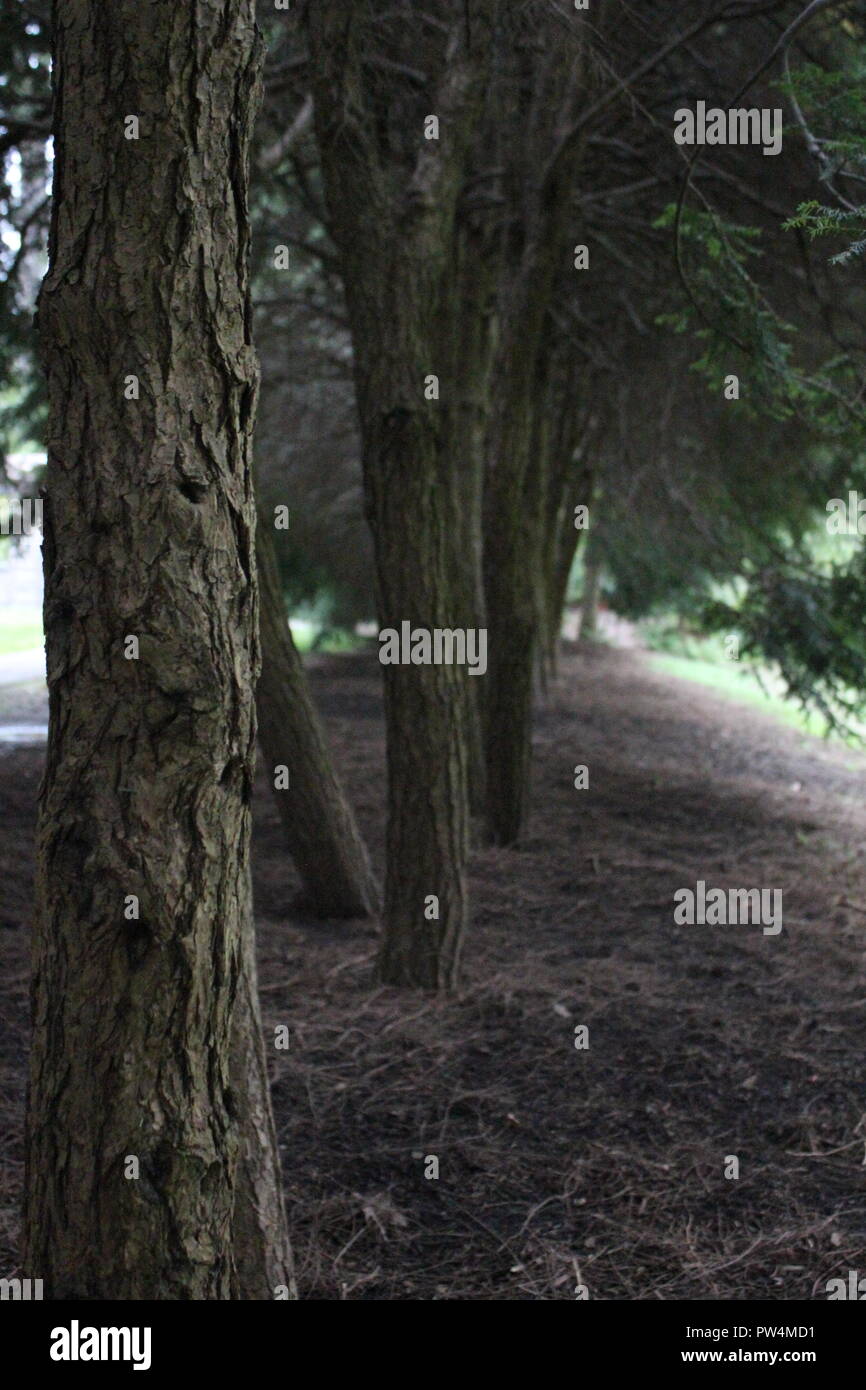 Line pine tree flower hi-res stock photography and images - Alamy