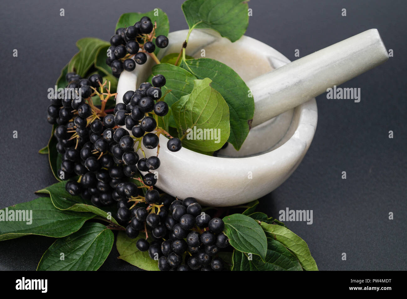 Black rowan aronia chokeberry Stock Photo - Alamy