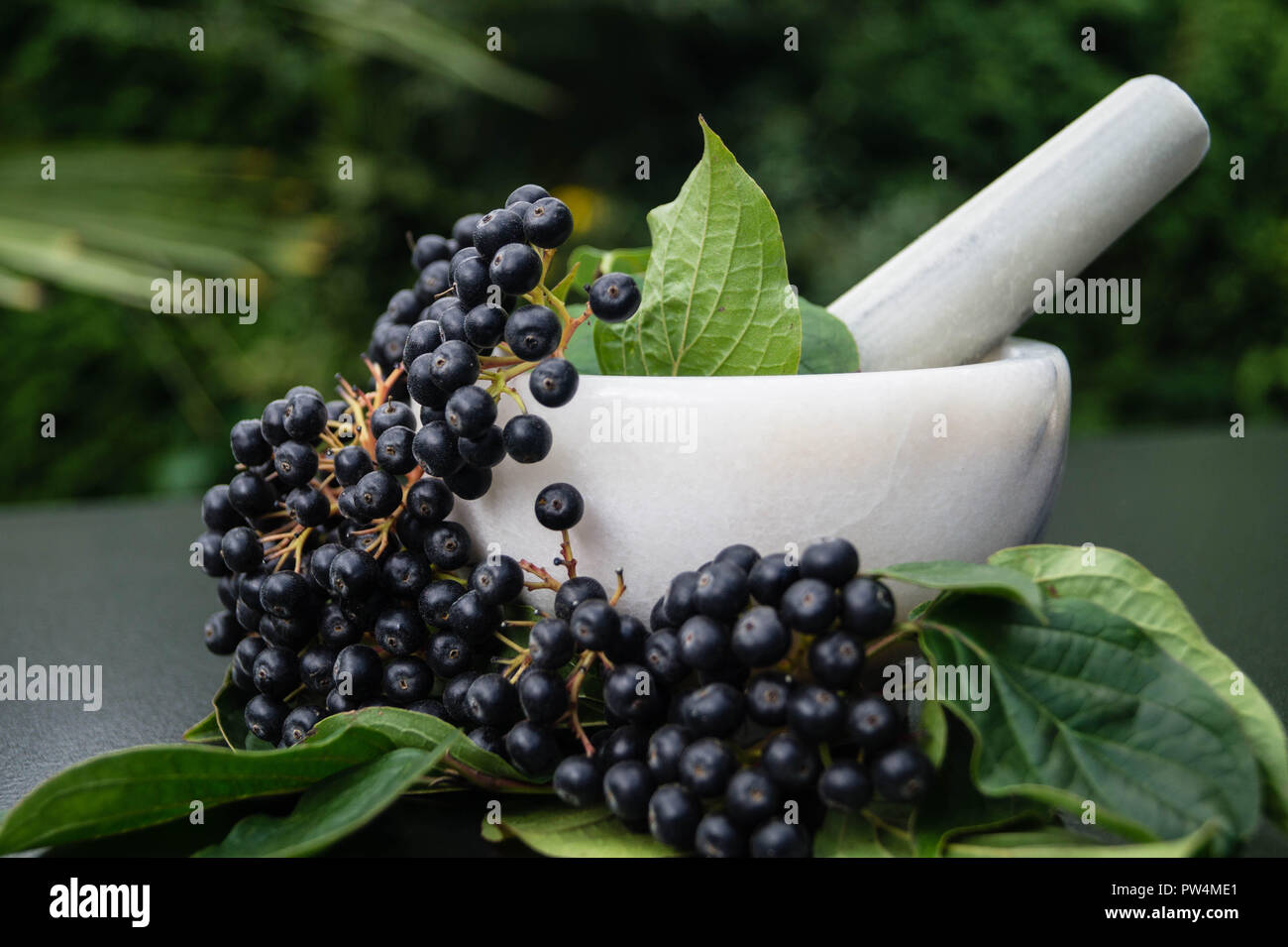 Black rowan aronia chokeberry Stock Photo - Alamy