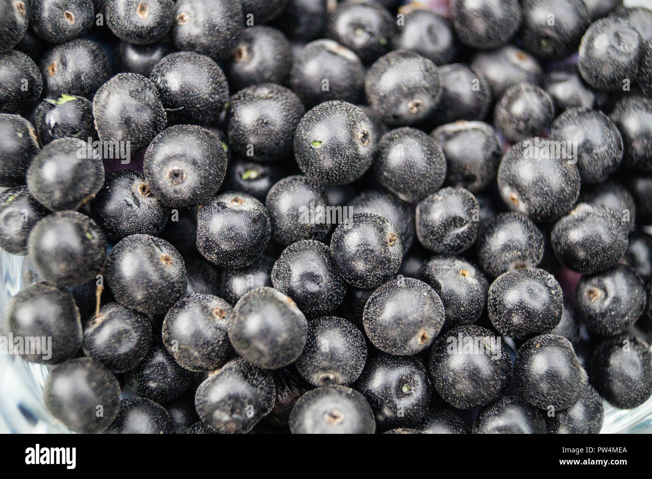 Black rowan aronia chokeberry Stock Photo - Alamy