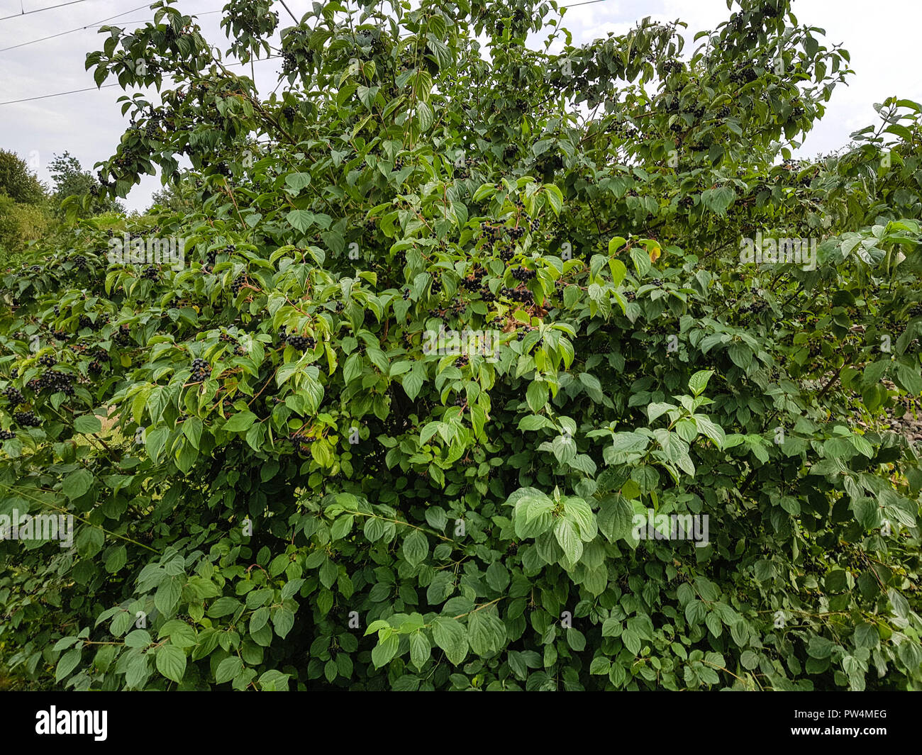 Black rowan aronia chokeberry Stock Photo - Alamy