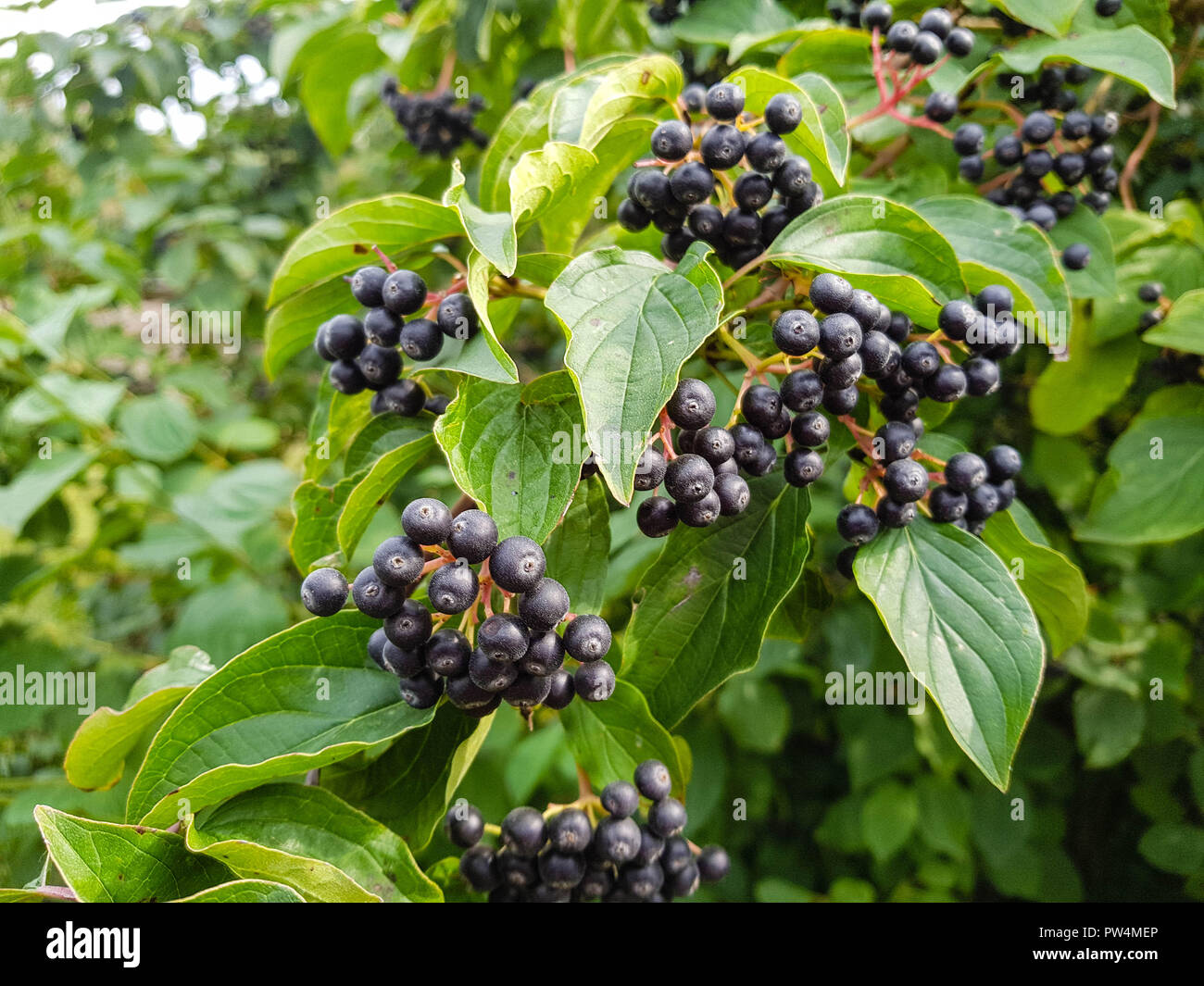 Black rowan aronia chokeberry Stock Photo - Alamy