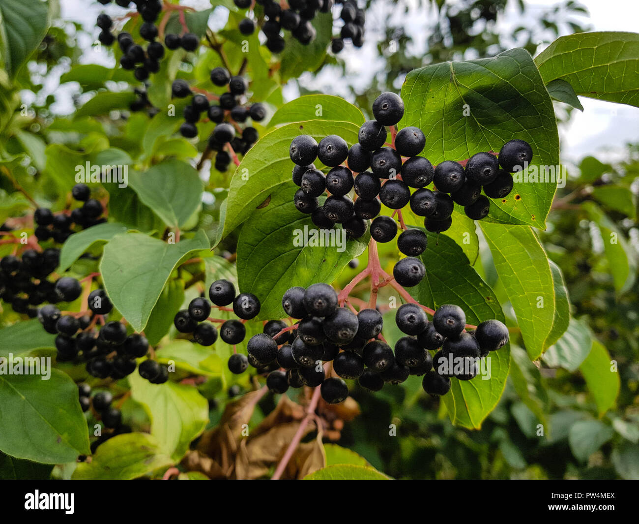 Black rowan aronia chokeberry Stock Photo - Alamy