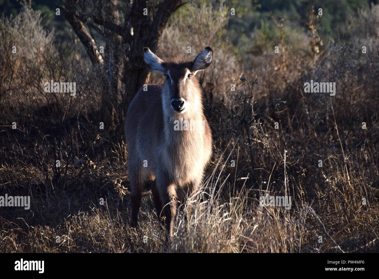 Water Buck, South Africa Stock Photo - Alamy