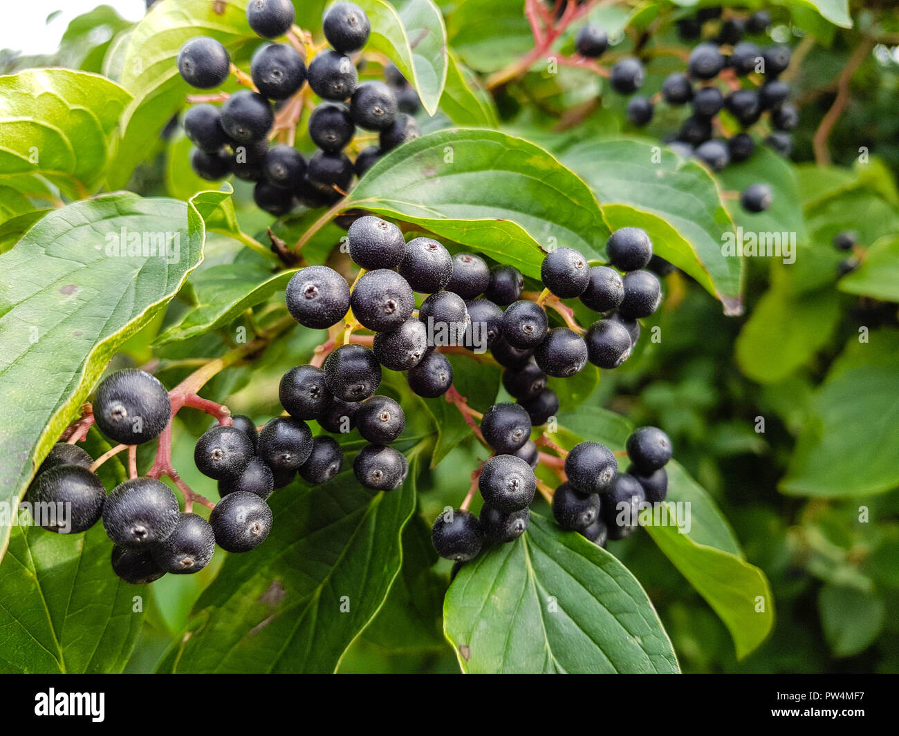 Black rowan aronia chokeberry Stock Photo - Alamy
