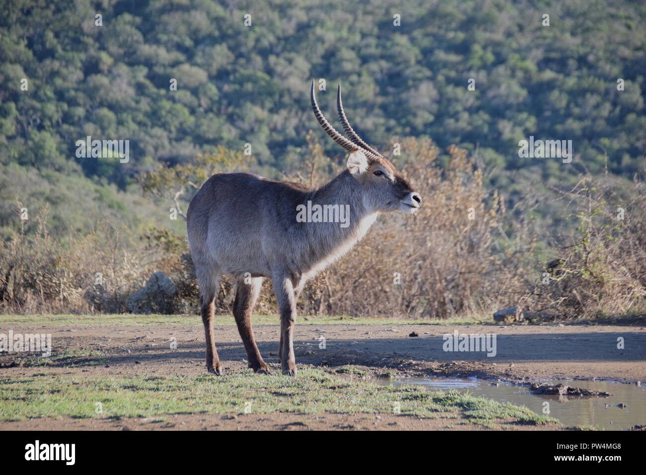 Water Buck, South Africa Stock Photo - Alamy