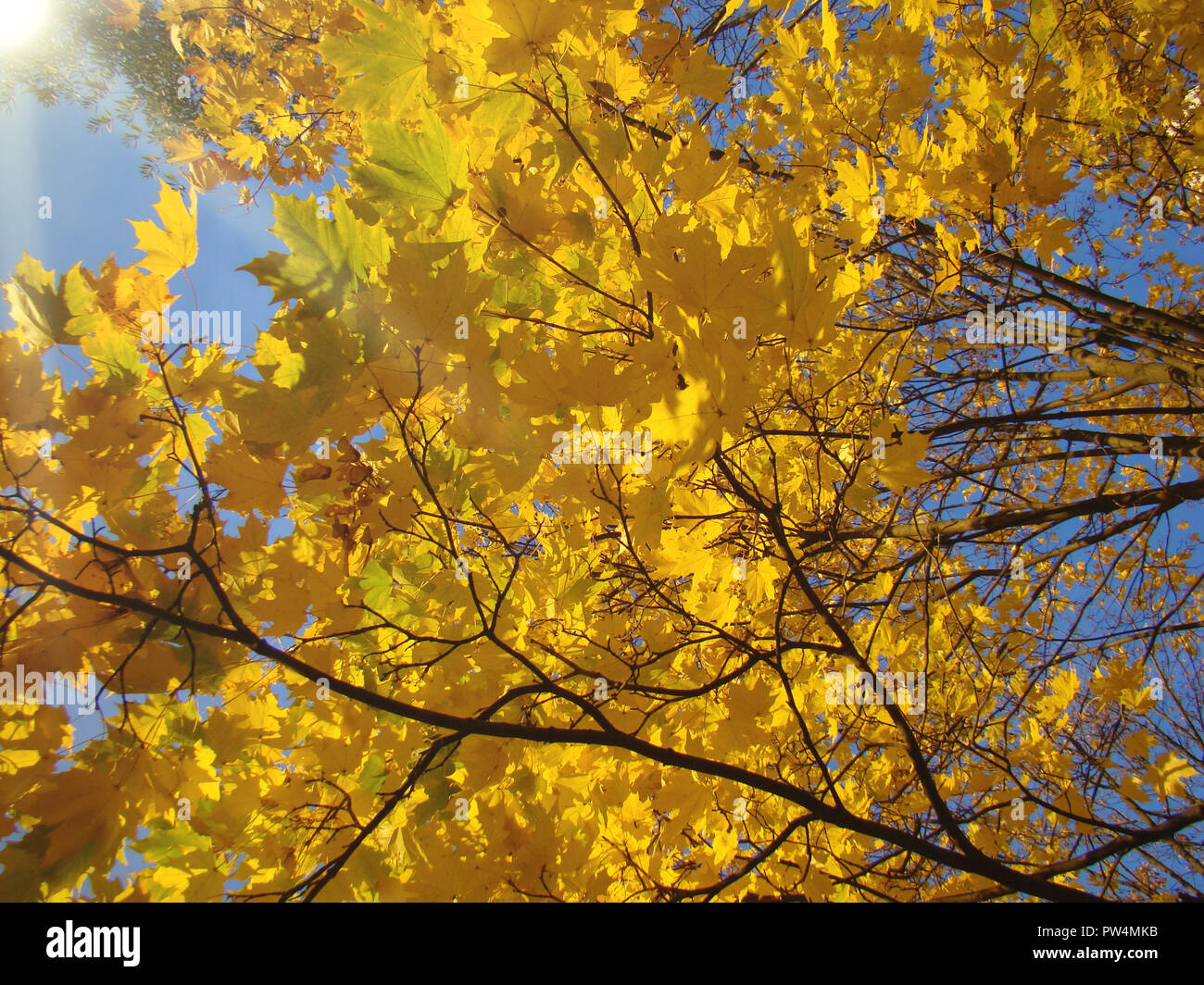 Bright yellow maple branches in the sun against the blue autumn sky ...