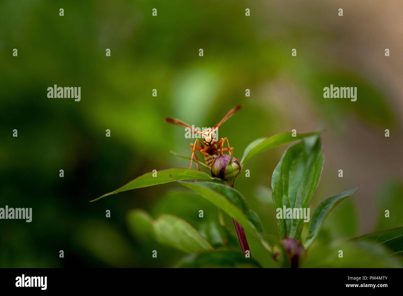 Close-up of wasp on plant Stock Photo - Alamy