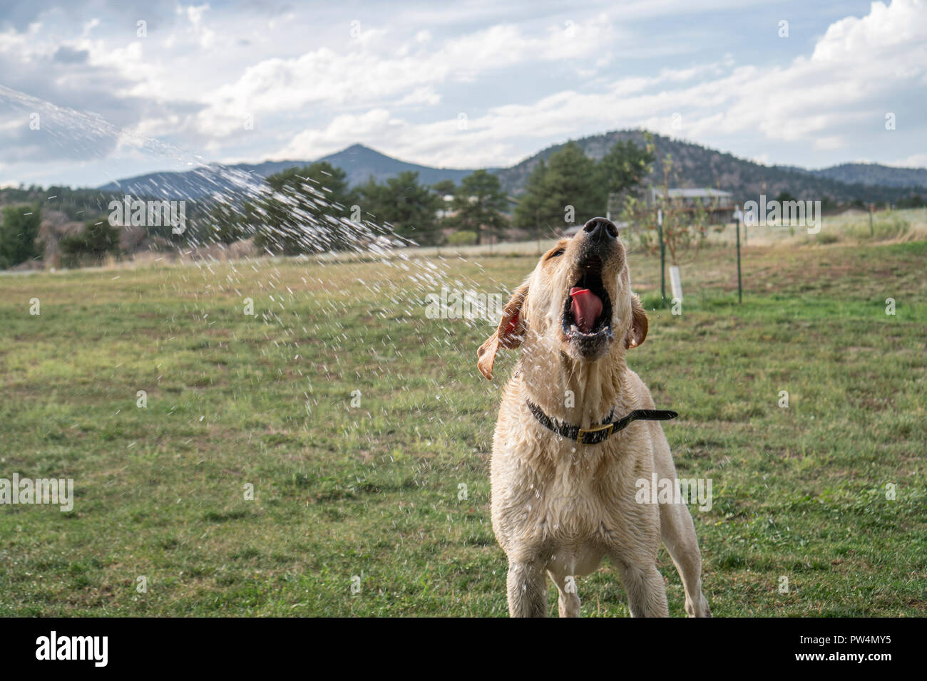 Spraying field water hi-res stock photography and images - Alamy