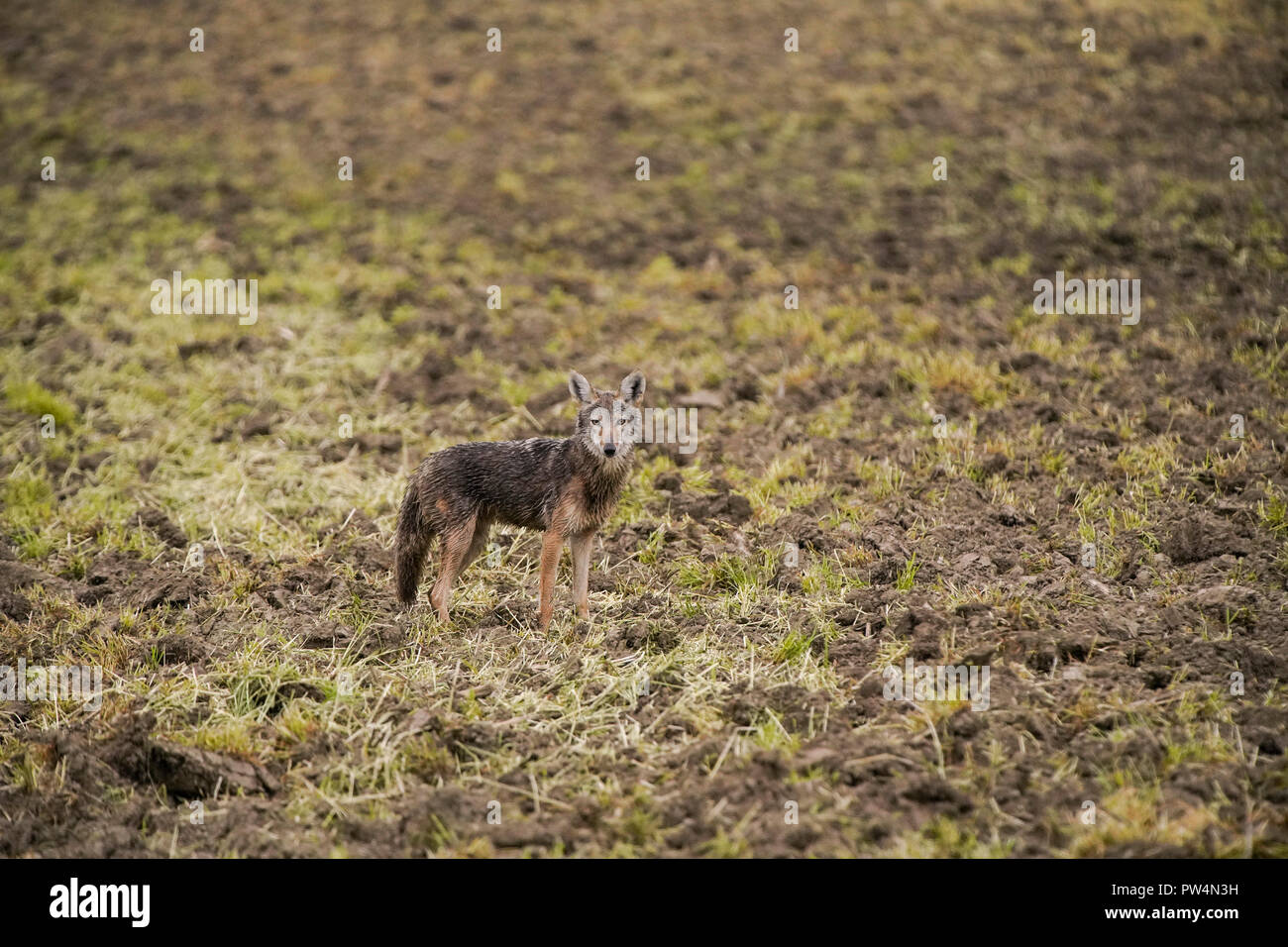 Side view of fox hi-res stock photography and images - Alamy
