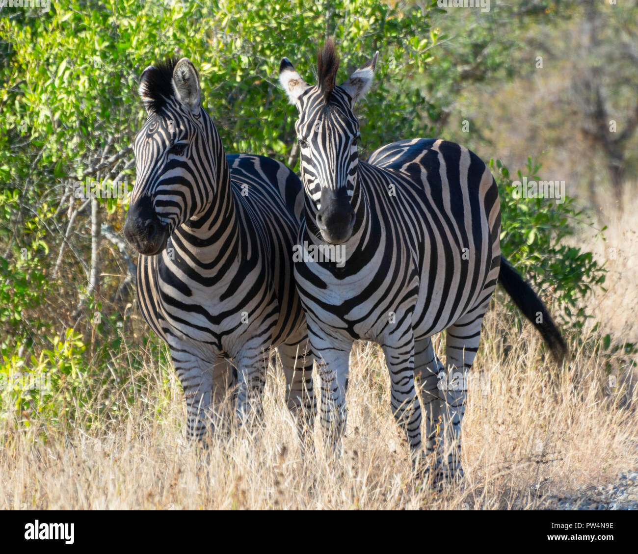 Zebra images hi-res stock photography and images - Alamy