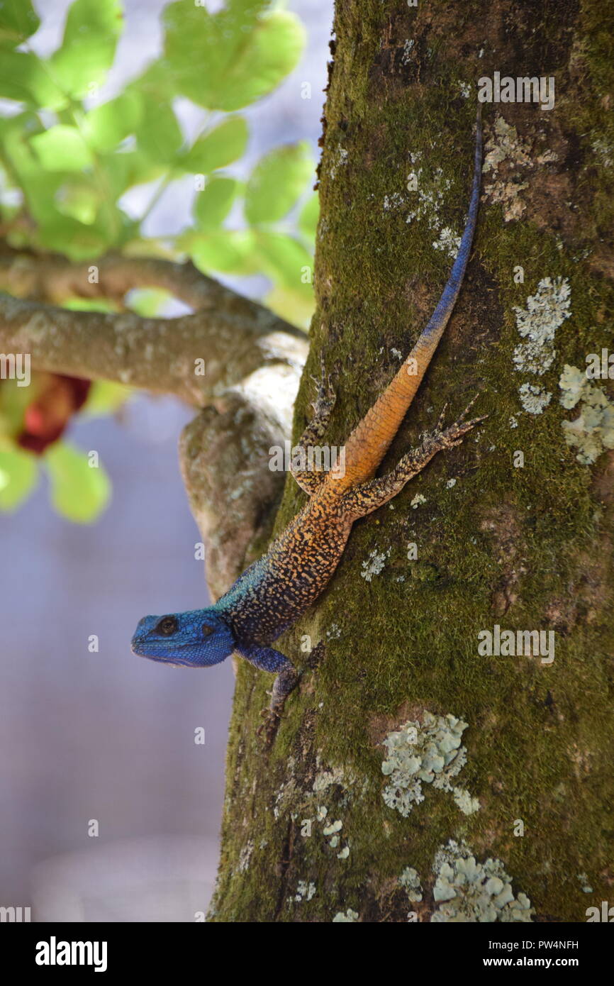 Southern tree agama hi-res stock photography and images - Alamy