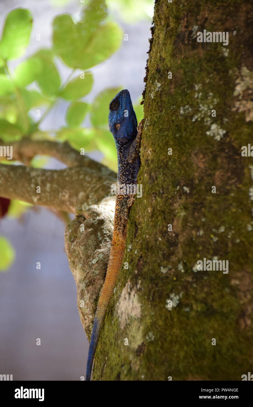 Southern tree agama hi-res stock photography and images - Alamy