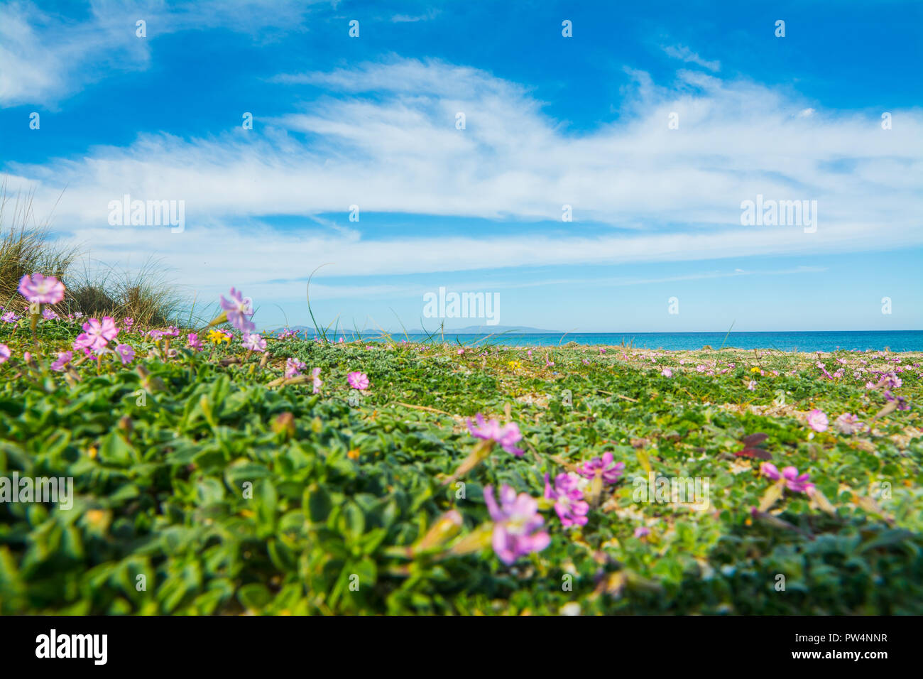 Flowers by the sea in Fiume Santo shore, Sardinia Stock Photo - Alamy