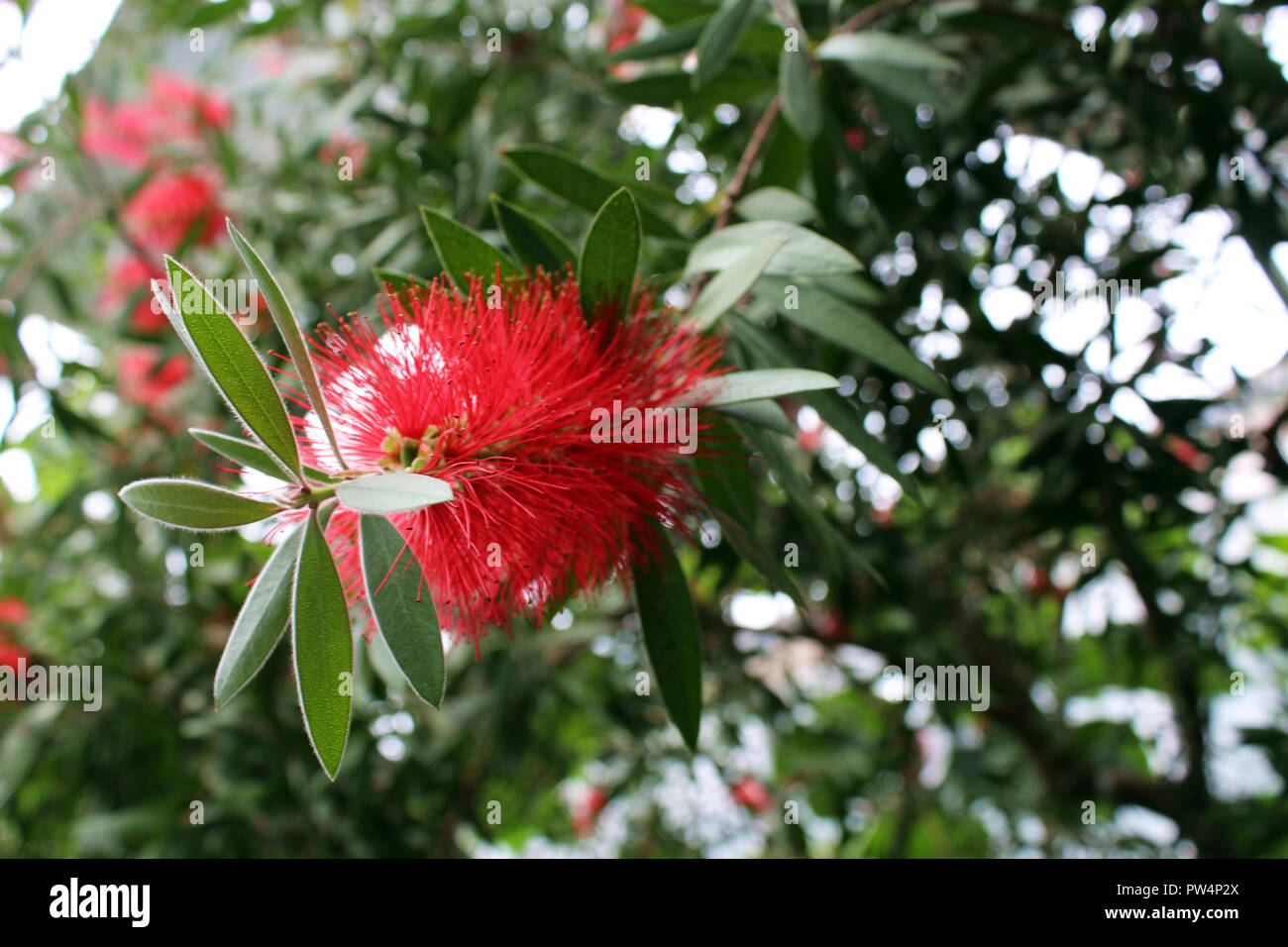 Calliandra Tree High Resolution Stock Photography and Images - Alamy