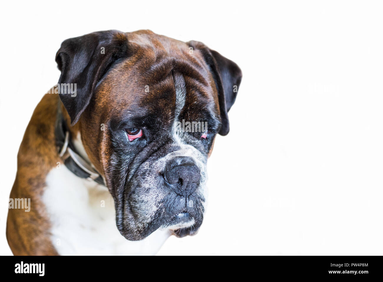 Boxer dog mouth Cut Out Stock Images & Pictures - Alamy