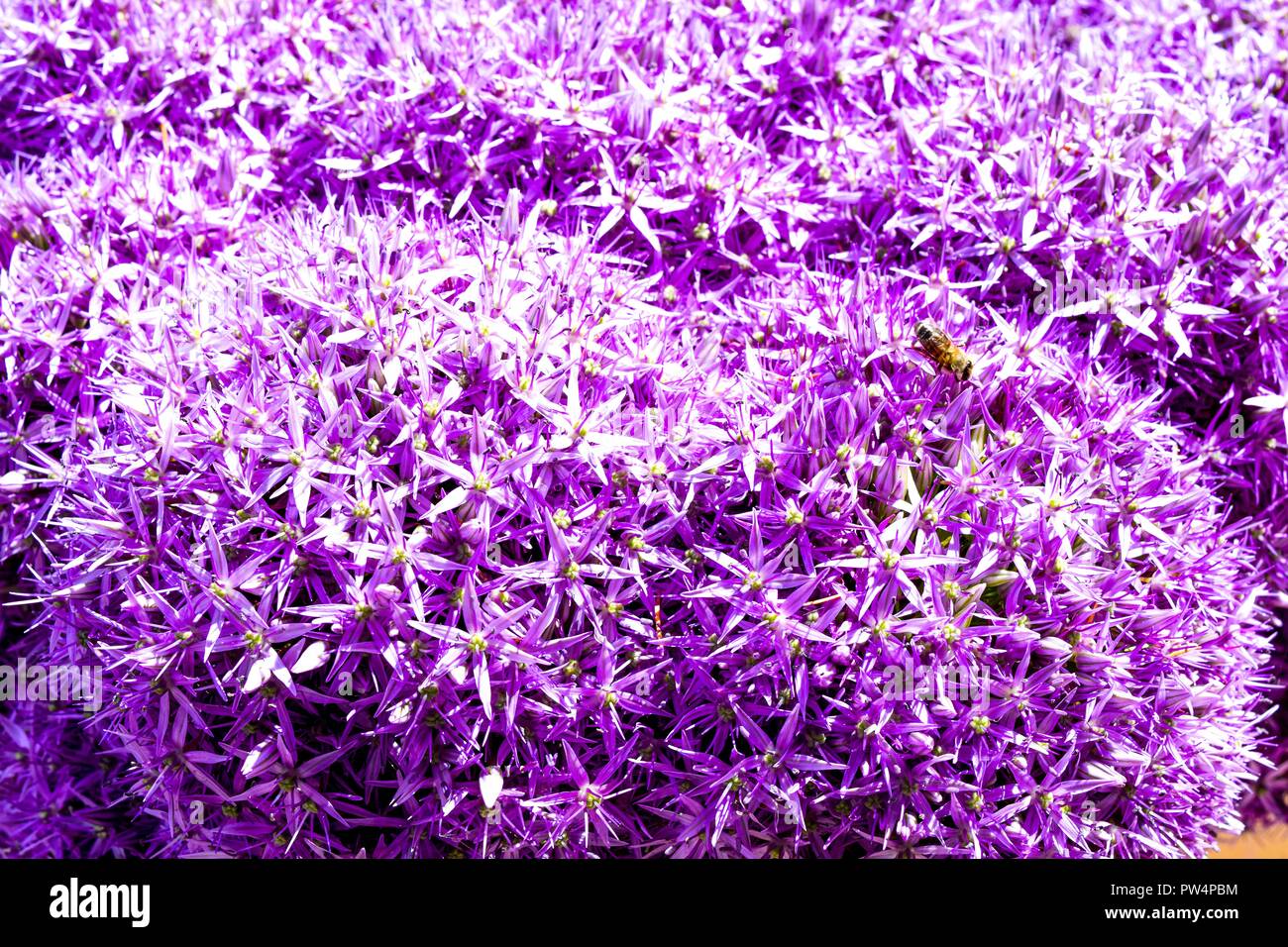allium flower with bees close up, beautiful pink allium Stock Photo - Alamy
