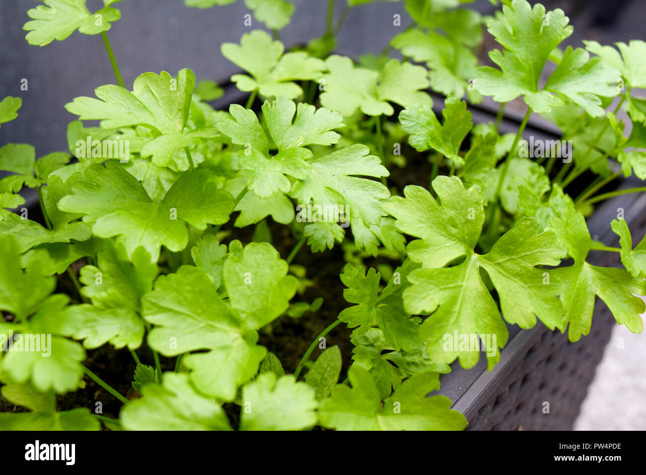parsley in a pot on balkony, green fresh parsley Stock Photo - Alamy