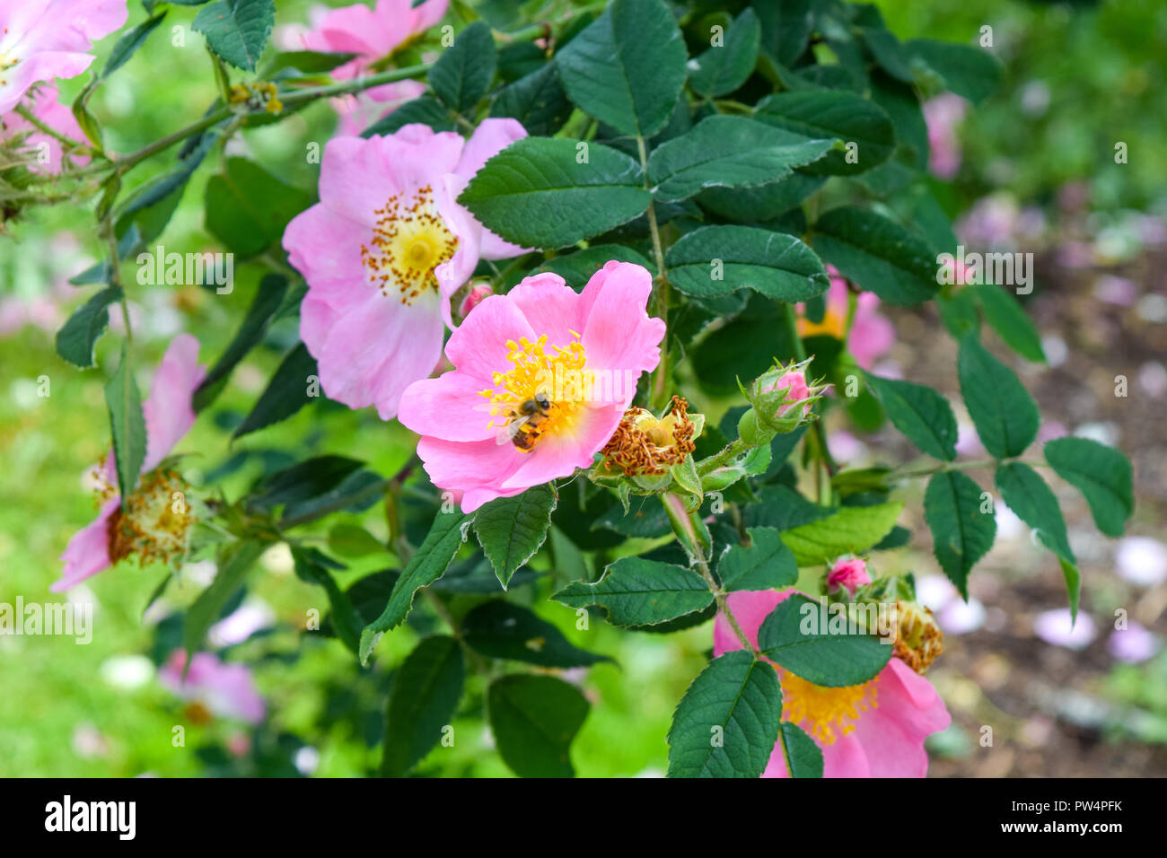 Roses and bees hi-res stock photography and images - Alamy