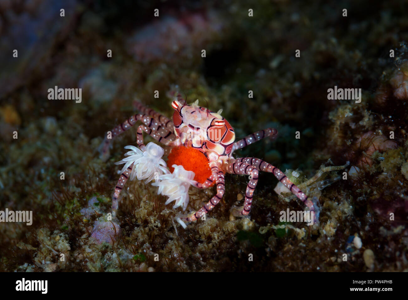 A small Boxer Crab with bright orange eggs moves along the reef in Raja ...