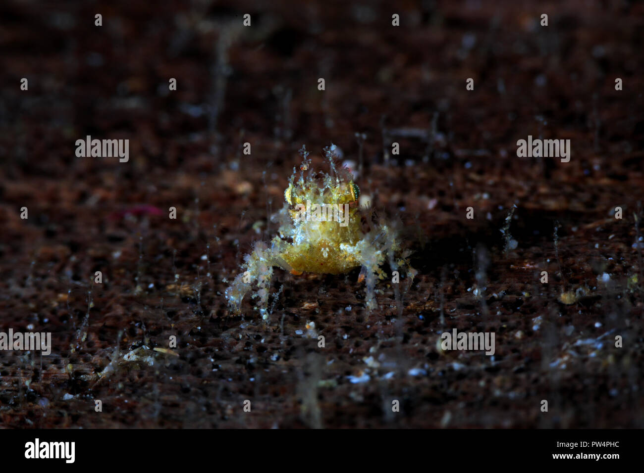 A tiny decorator spider crab in the warm waters of Indonesia Stock ...