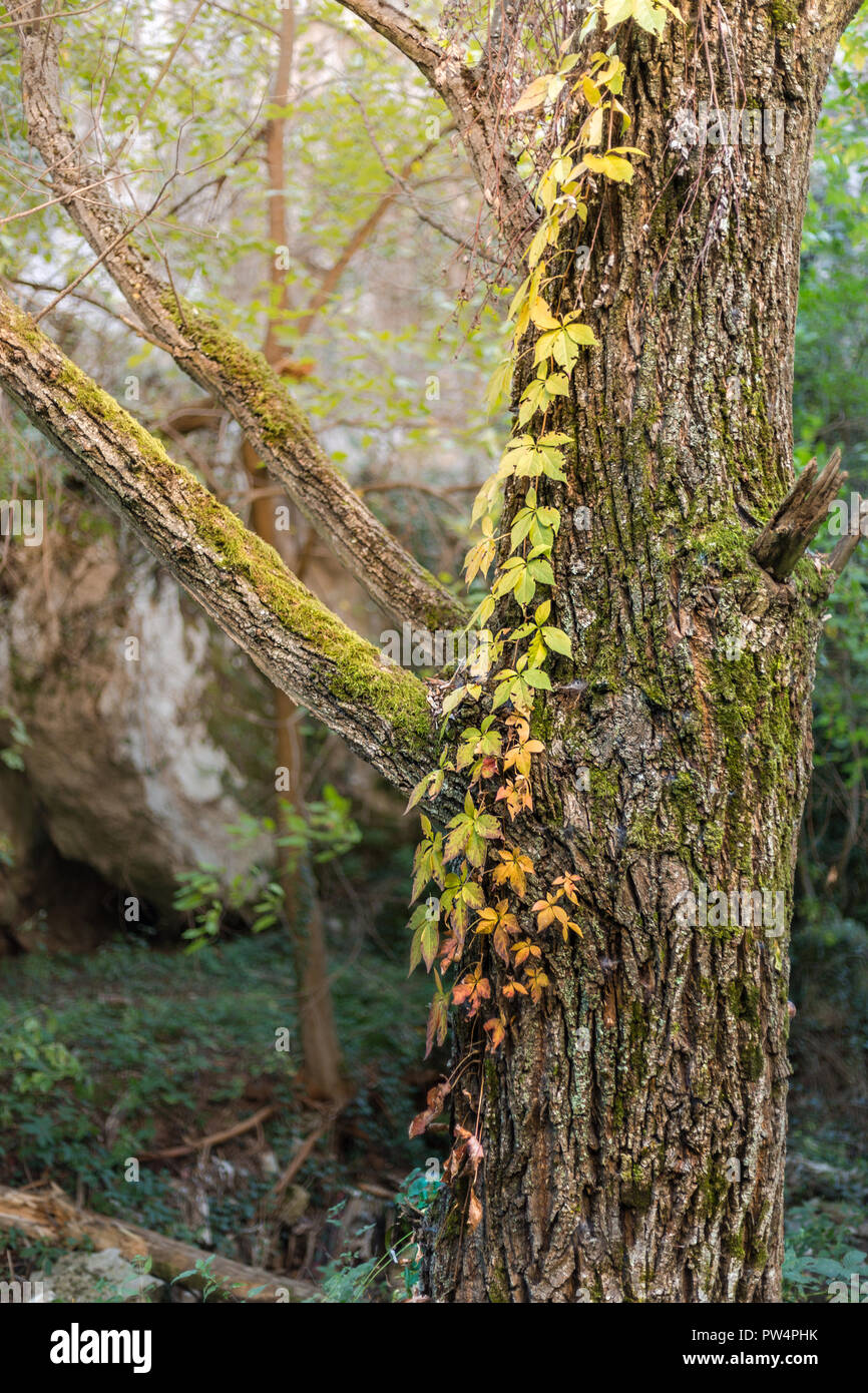 Moss wood hi-res stock photography and images - Alamy