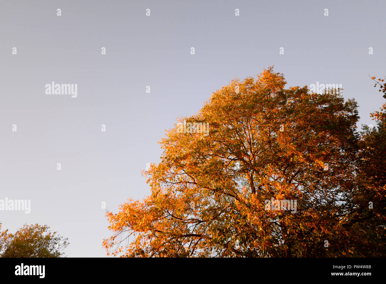 Autumn colours of a tree in the warmth of late afternoon light. Fall ...