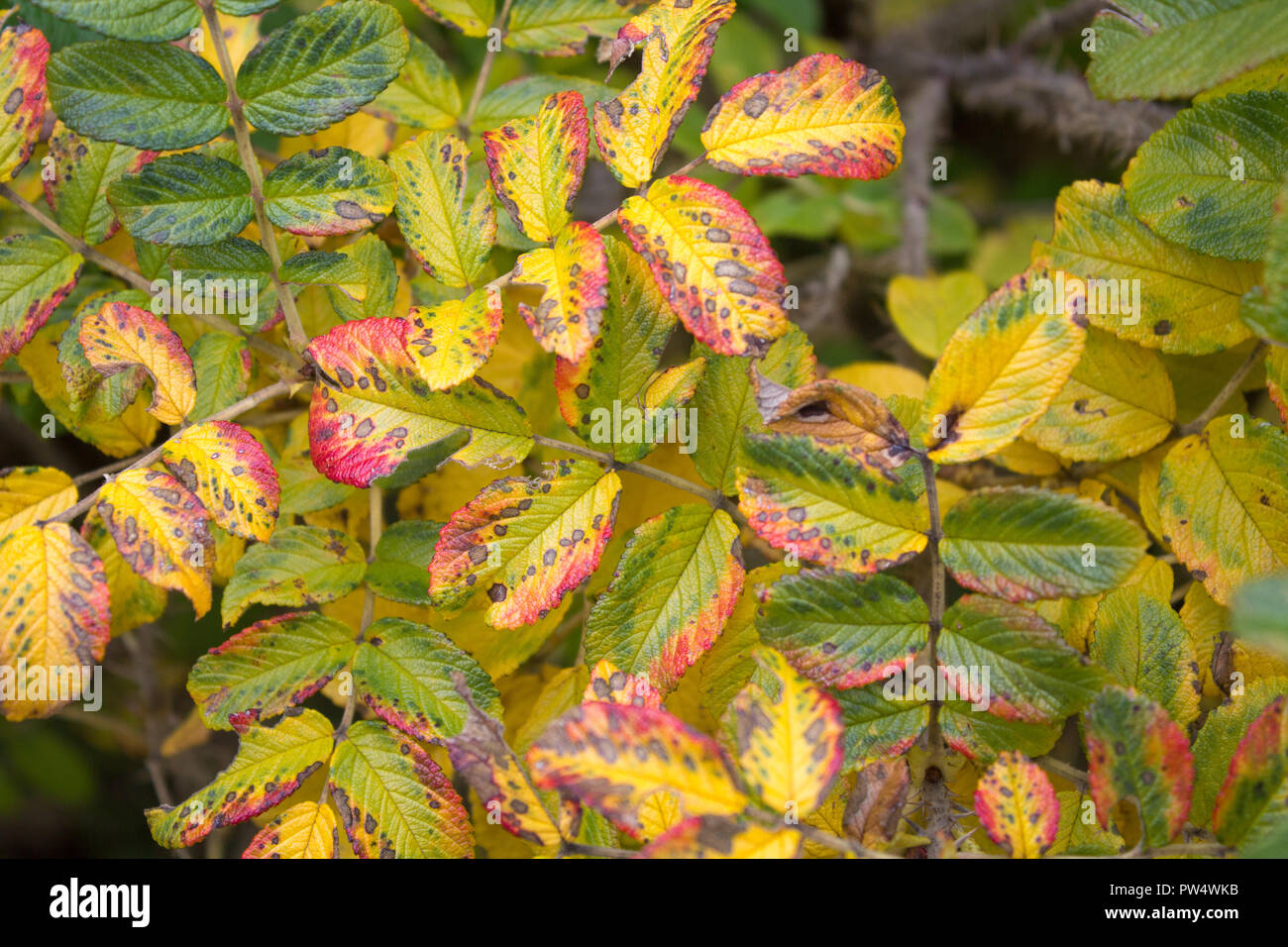 Bushes top view hi-res stock photography and images - Alamy