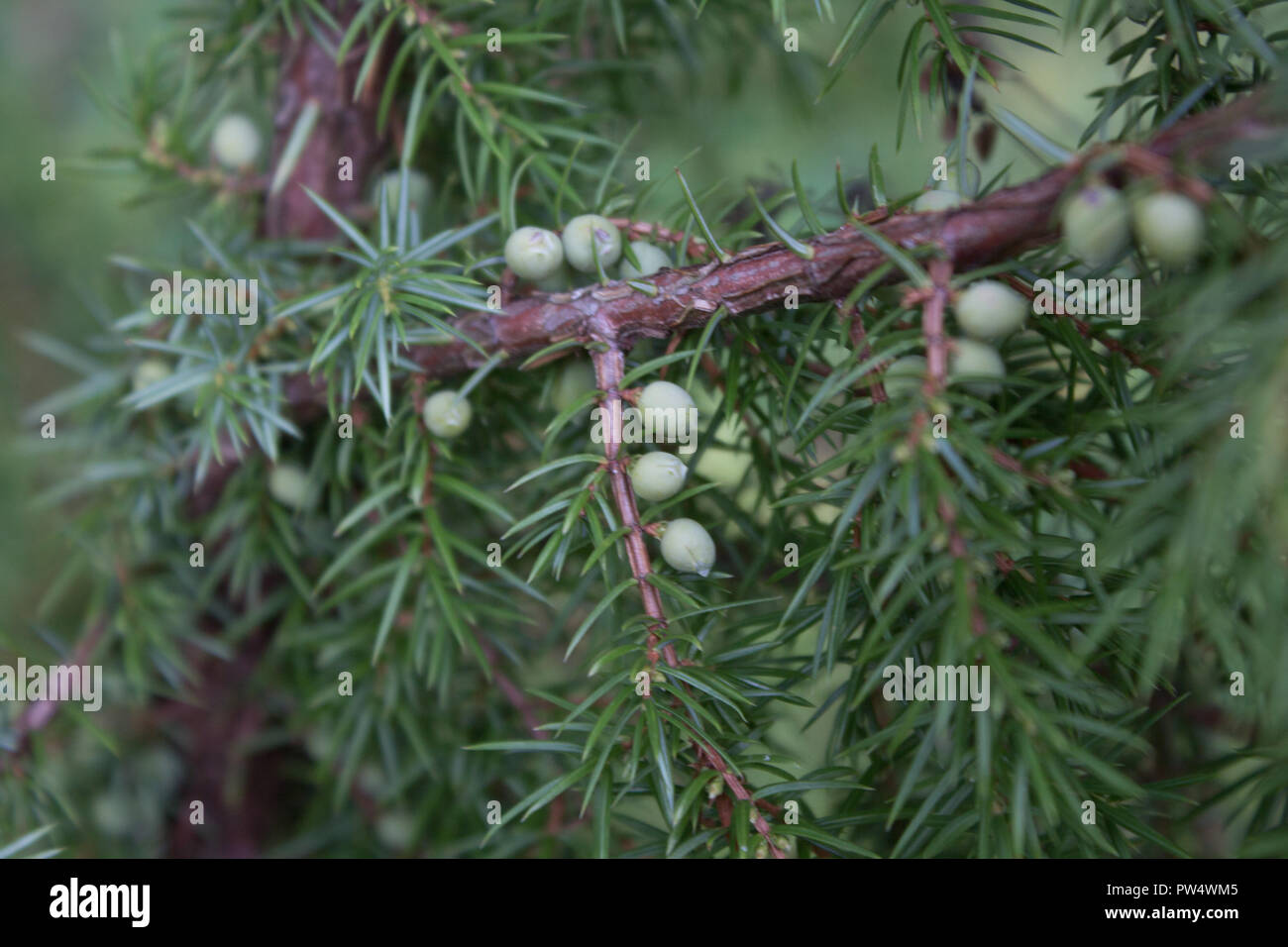 The juniper bush closeup. Green berries on juniper branches growing ...