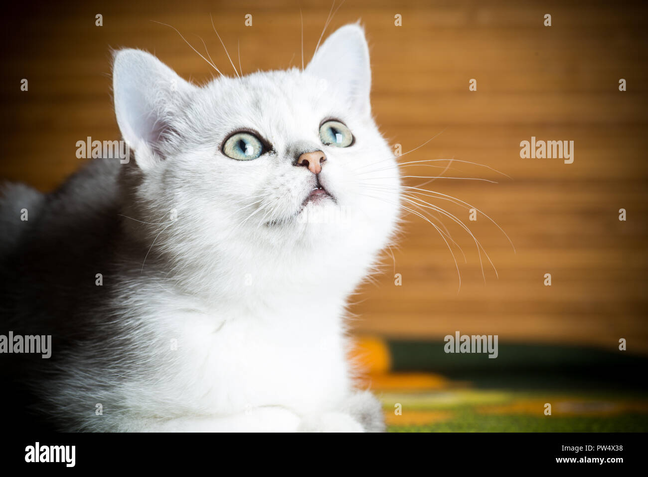 Beautiful young cat, breed Scottish chinchilla straight Stock Photo - Alamy