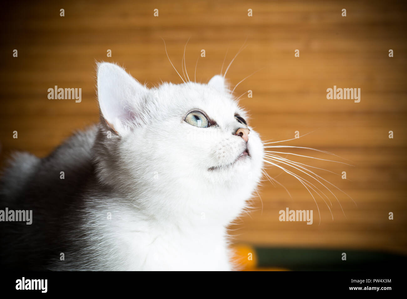Beautiful young cat, breed Scottish chinchilla straight Stock Photo - Alamy