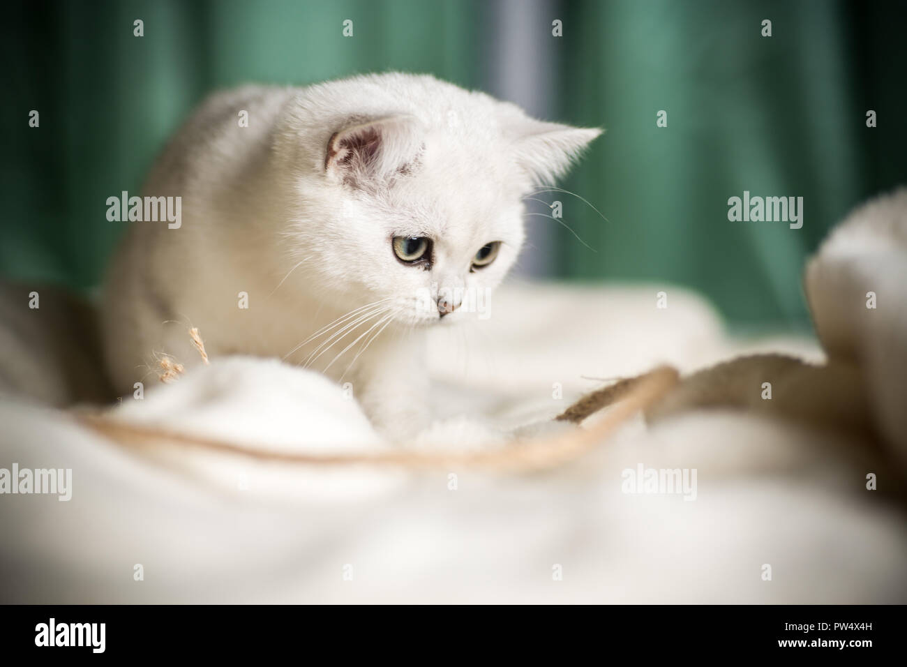 Beautiful young cat, breed Scottish chinchilla straight Stock Photo - Alamy