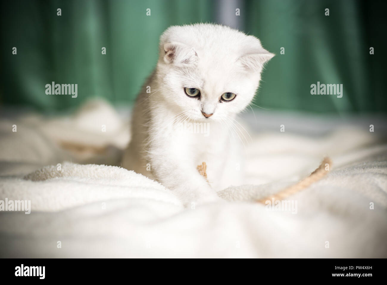 Beautiful young cat, breed Scottish chinchilla straight Stock Photo - Alamy