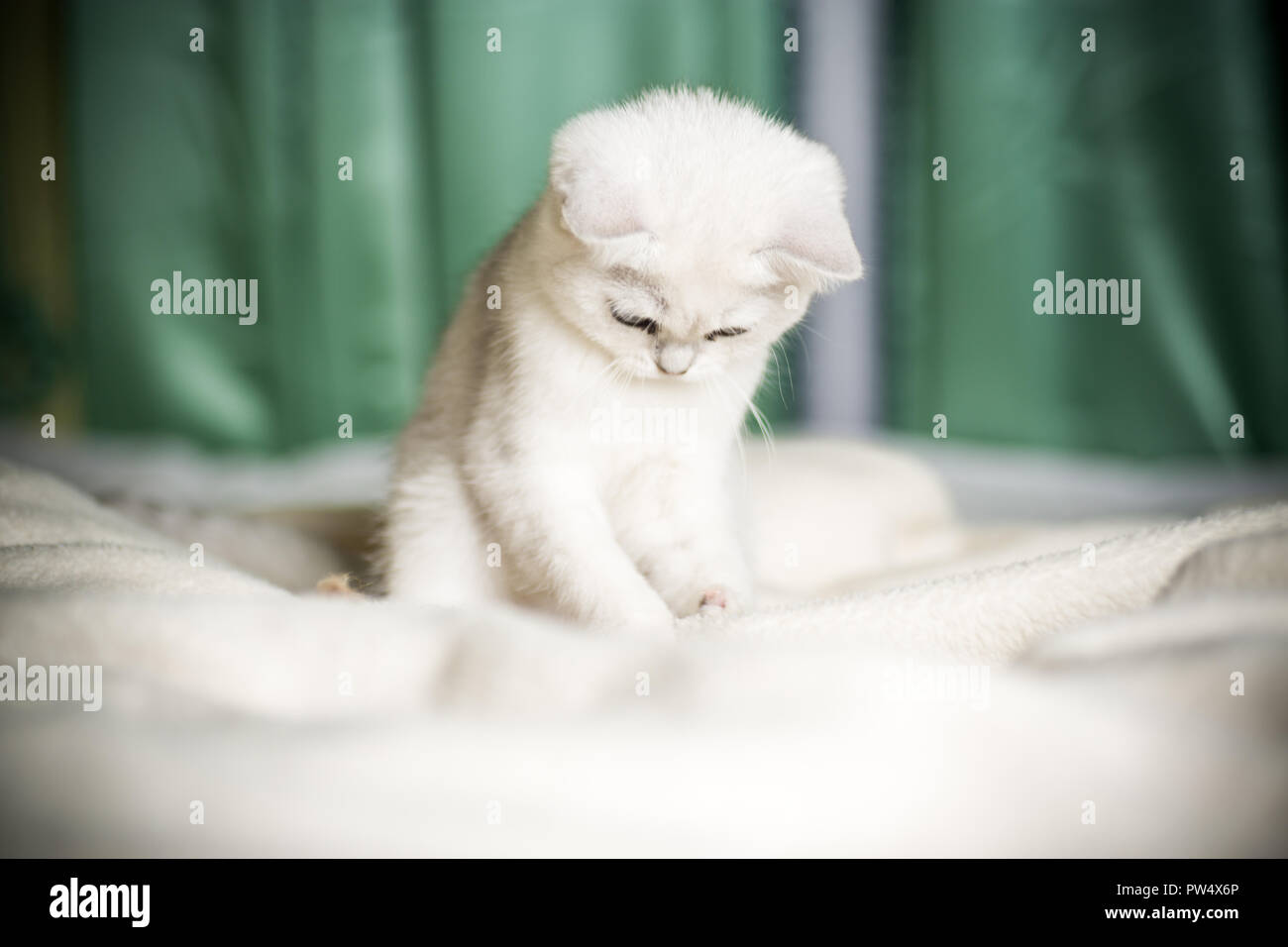 Beautiful young cat, breed Scottish chinchilla straight Stock Photo - Alamy