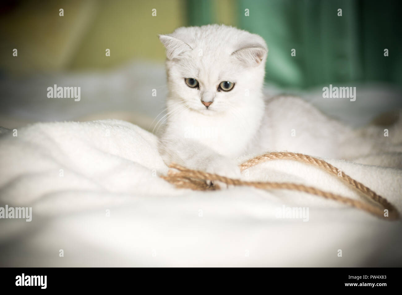 Beautiful young cat, breed Scottish chinchilla straight Stock Photo - Alamy