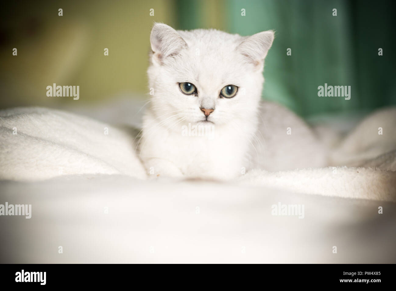 Beautiful young cat, breed Scottish chinchilla straight Stock Photo - Alamy