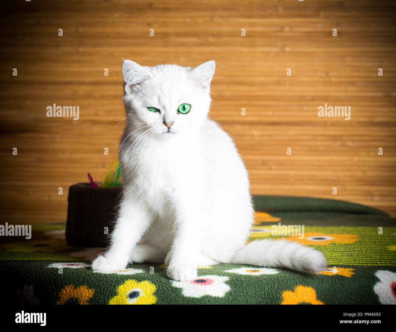 Beautiful young cat, breed Scottish chinchilla straight Stock Photo - Alamy