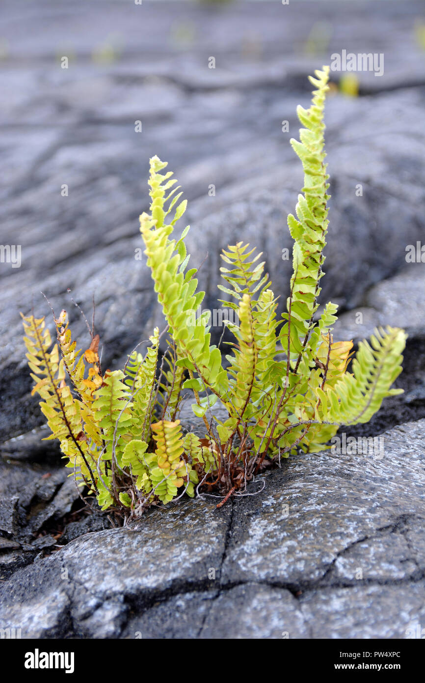 Plant Growing out of Lava Flow, Volcano's National Park, Big Island ...
