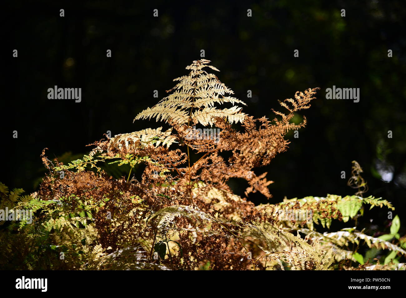 Dying fern in fall hi-res stock photography and images - Alamy
