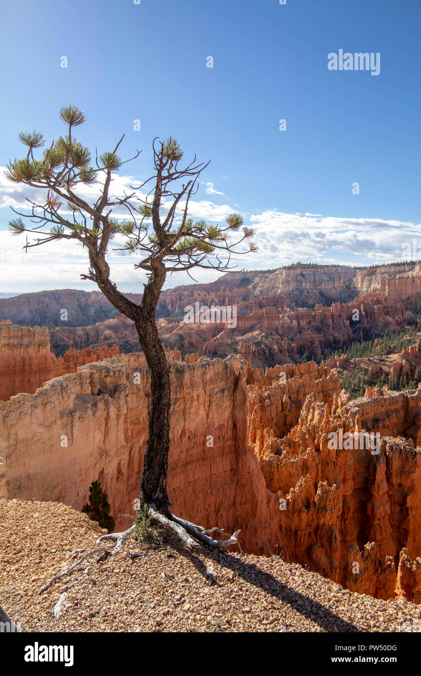 Bryce Canyon in Utah Stock Photo - Alamy
