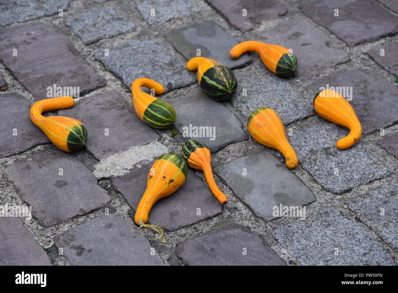 Gourdes (Cucurbitaceae): eight gourds laid out on display for sale on a ...