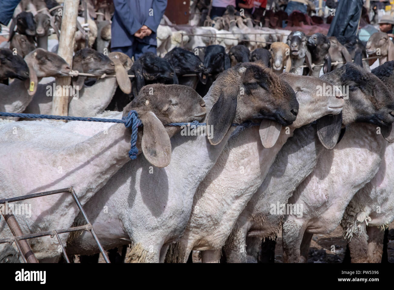 Livestock bazaar hi-res stock photography and images - Alamy