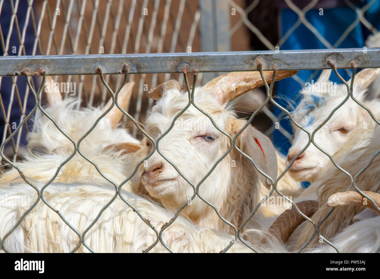 Livestock Bazaar High Resolution Stock Photography and Images - Alamy