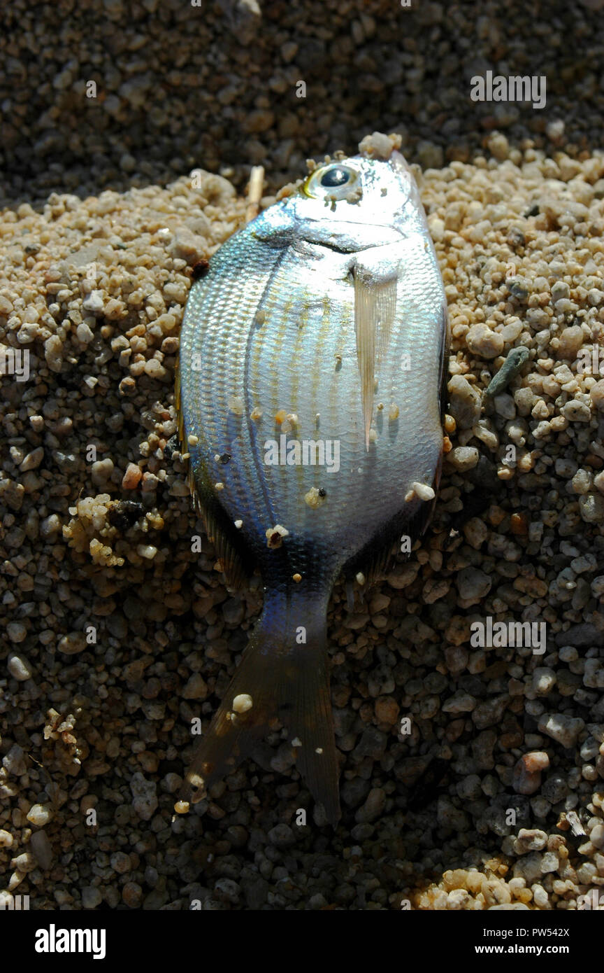 Dead fish on rocks hi-res stock photography and images - Alamy