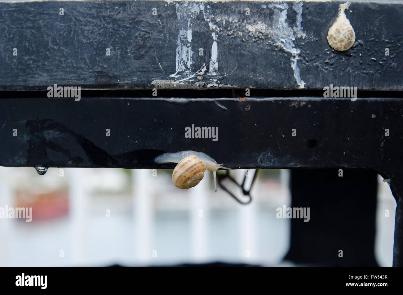 Baby snail hi-res stock photography and images - Alamy