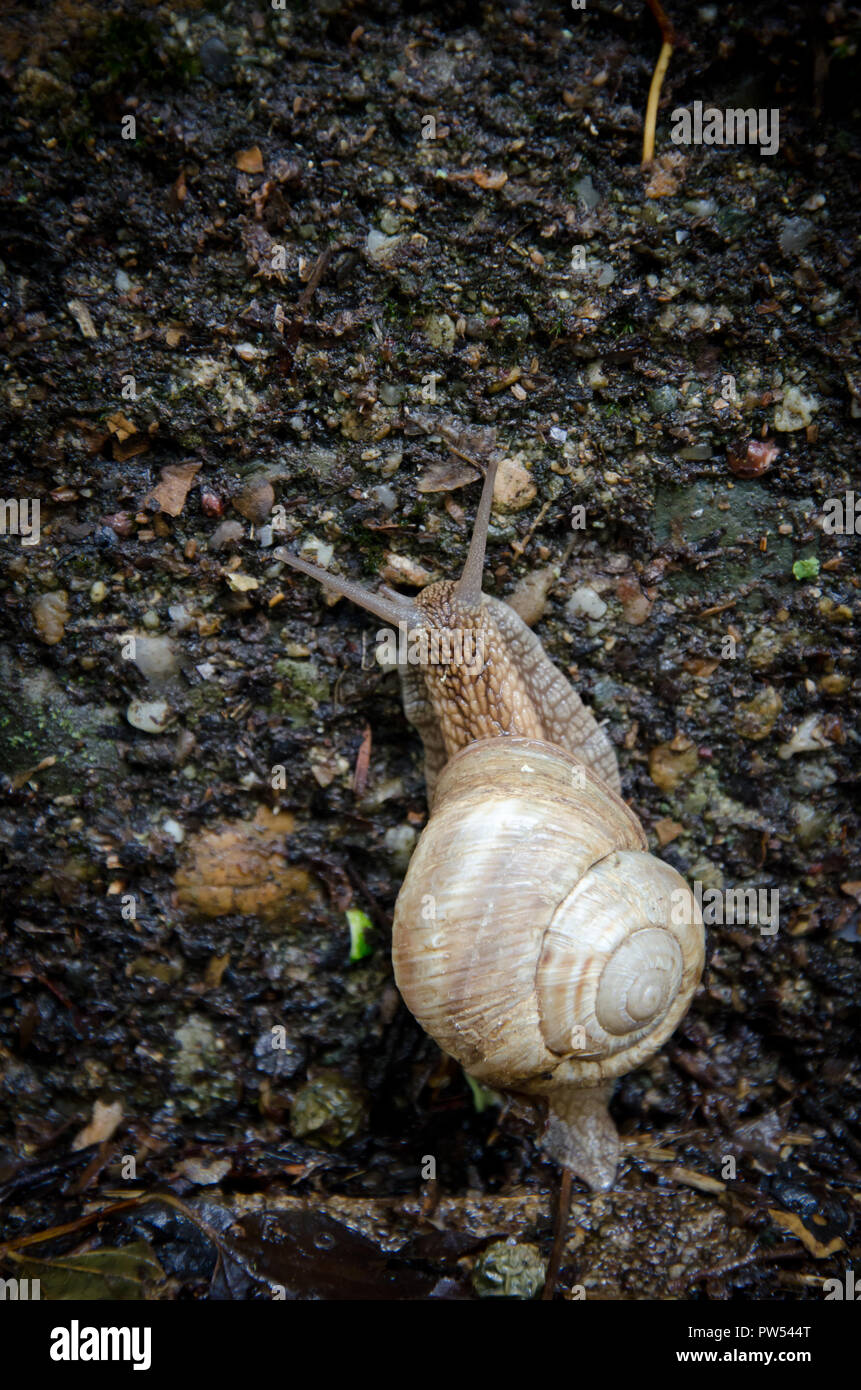 Wet snail trail hi-res stock photography and images - Alamy