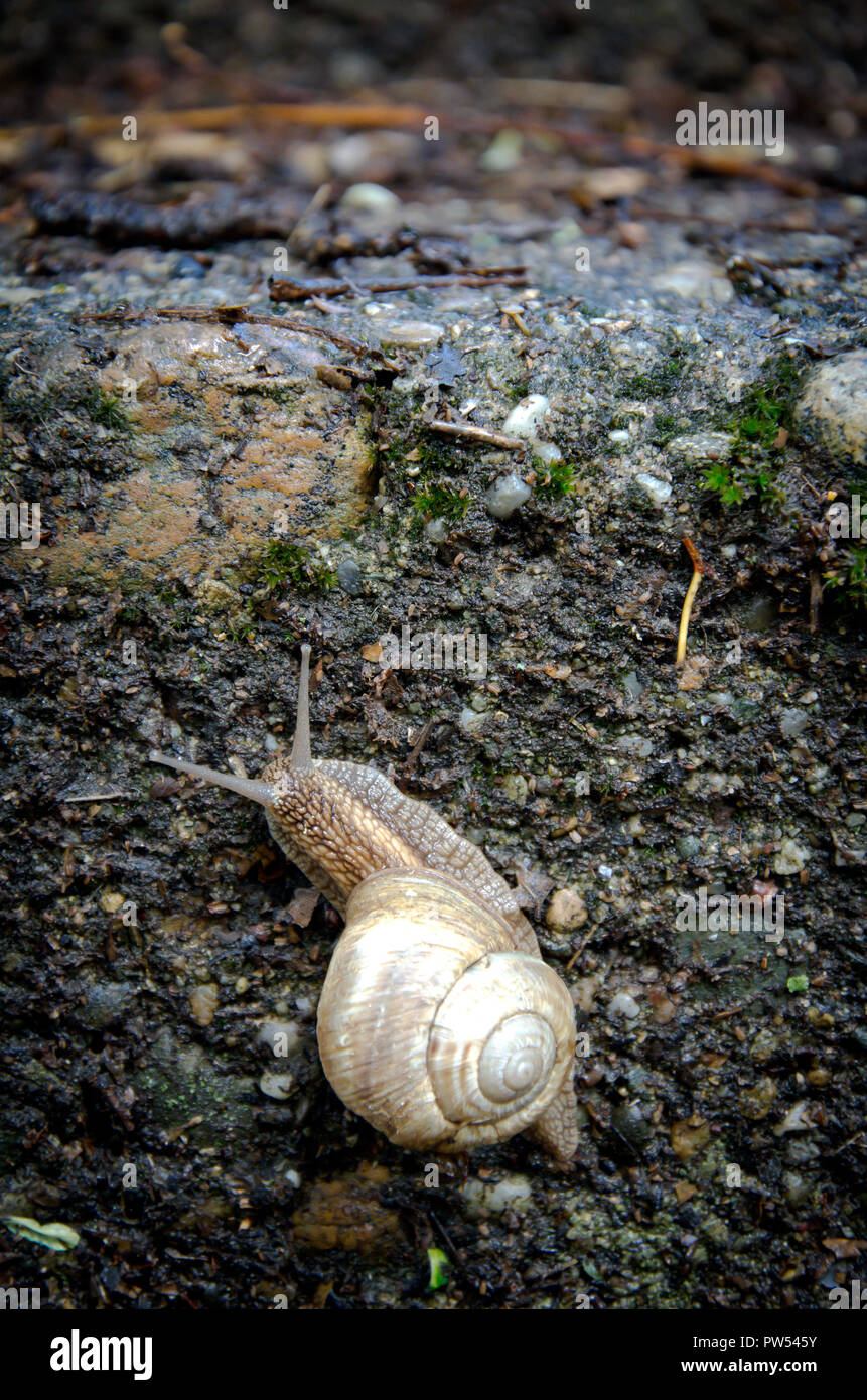 snail in woods slowly climbing on rock step after rain Stock Photo - Alamy