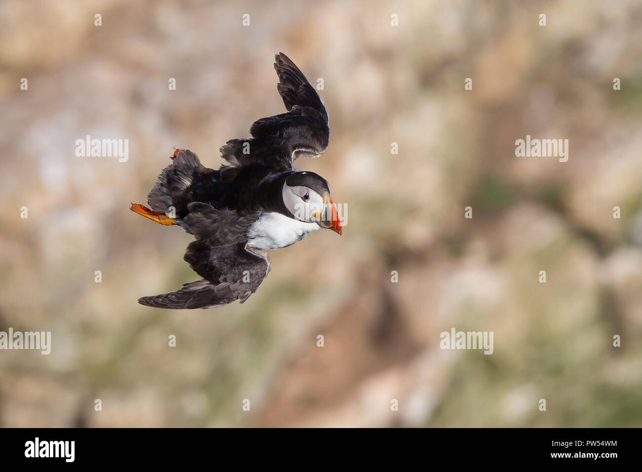 Uk seabirds hi-res stock photography and images - Alamy