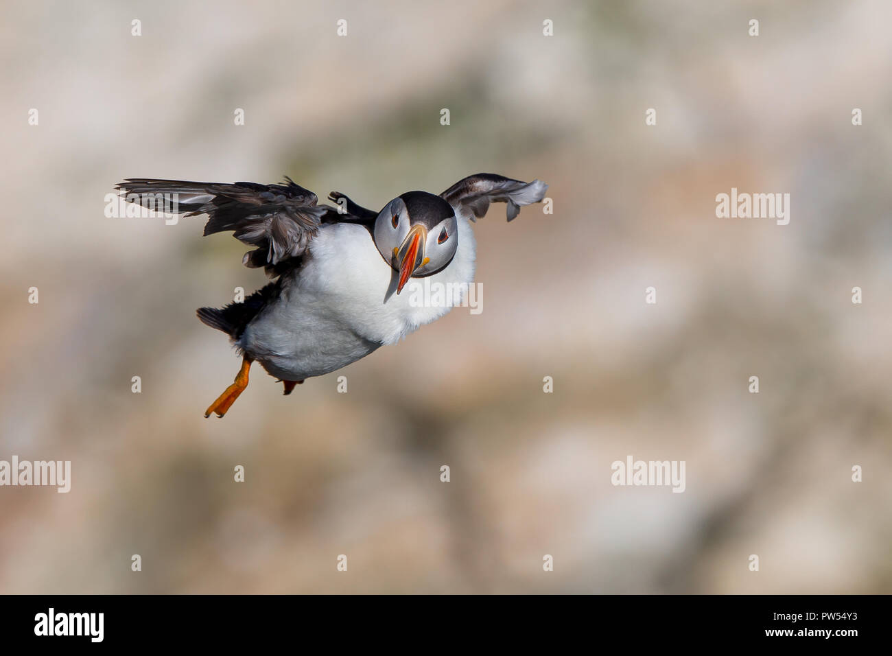 Atlantic puffin face hi-res stock photography and images - Alamy