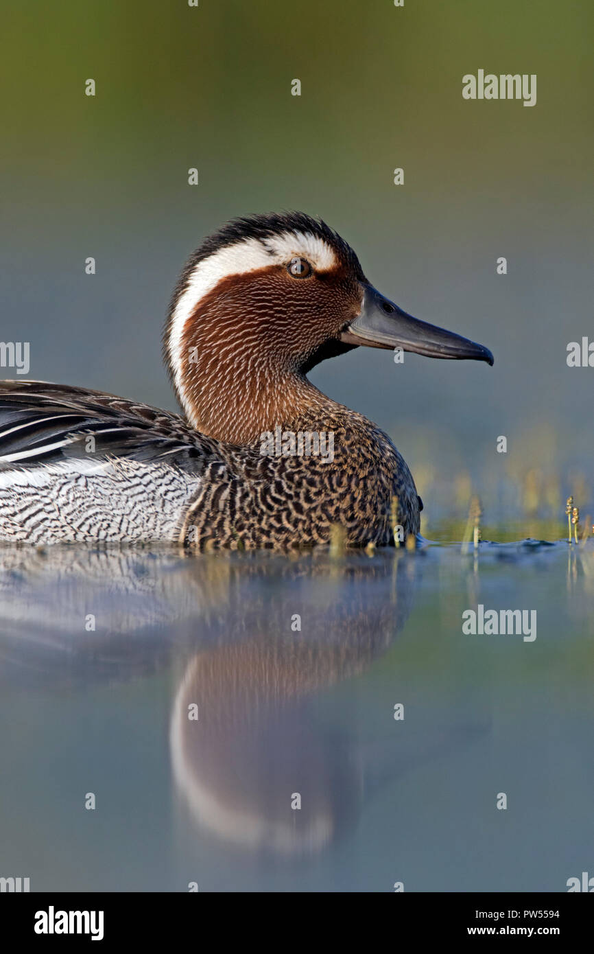 Garganey drake hi-res stock photography and images - Alamy